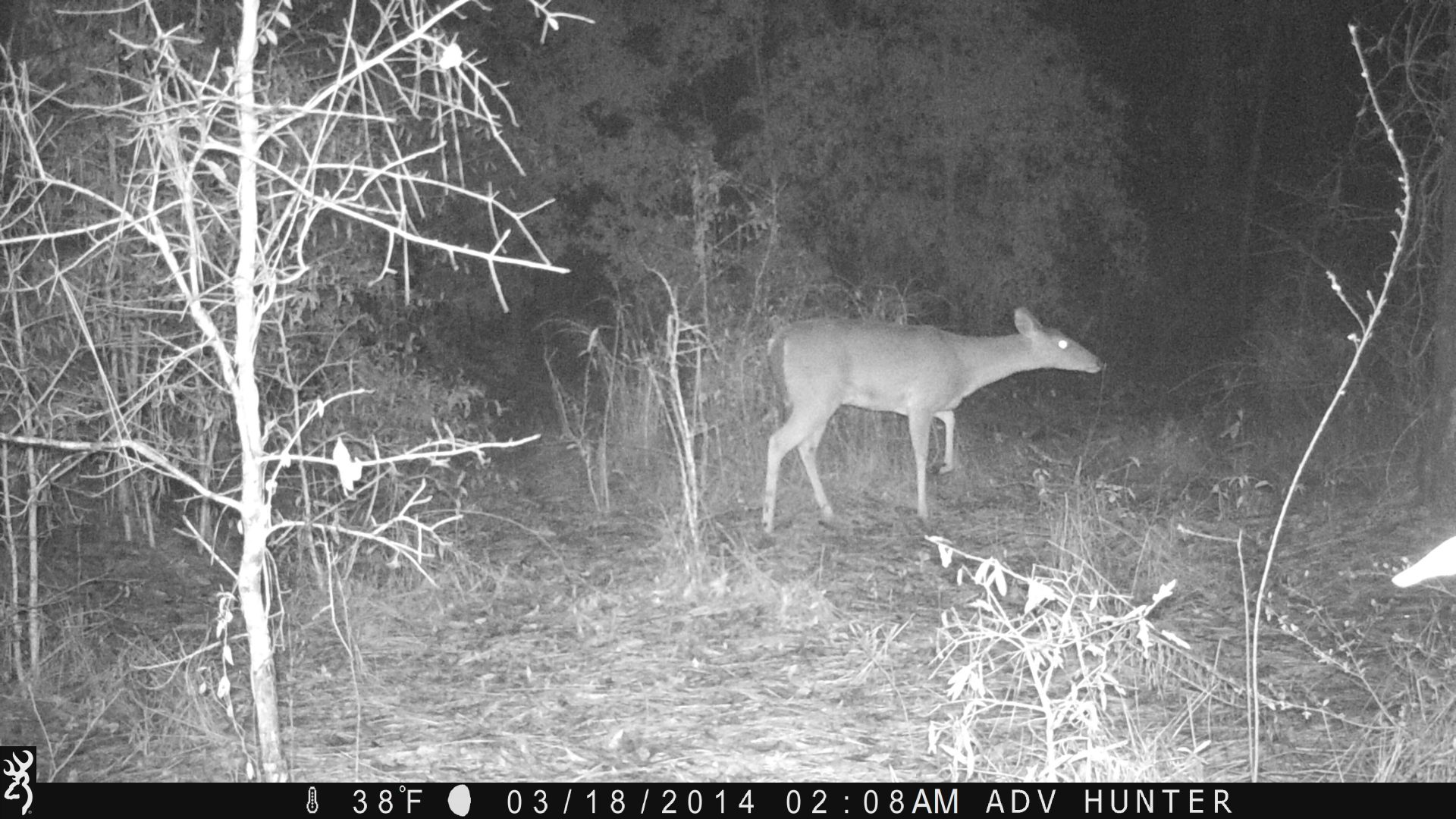 Browning Recon Force Trail Camera Review • Advanced Hunter