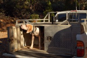 3 Ways to Go Coon Hunting Without Dogs • Advanced Hunter