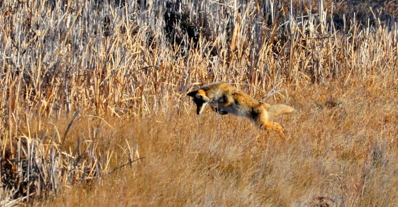 How to Use an Electronic Predator Call • Advanced Hunter