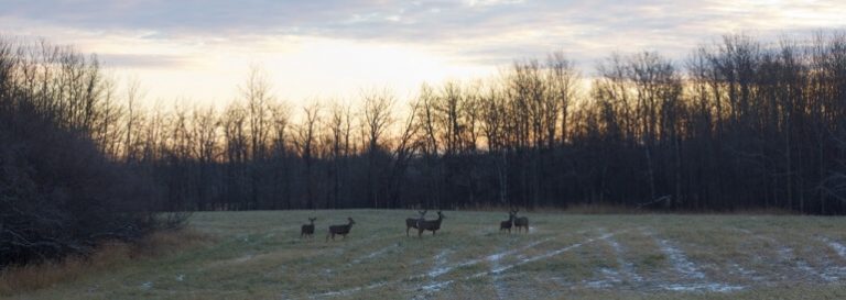 12 Tips for Deer Stand Placement Strategy & Setup • Advanced Hunter