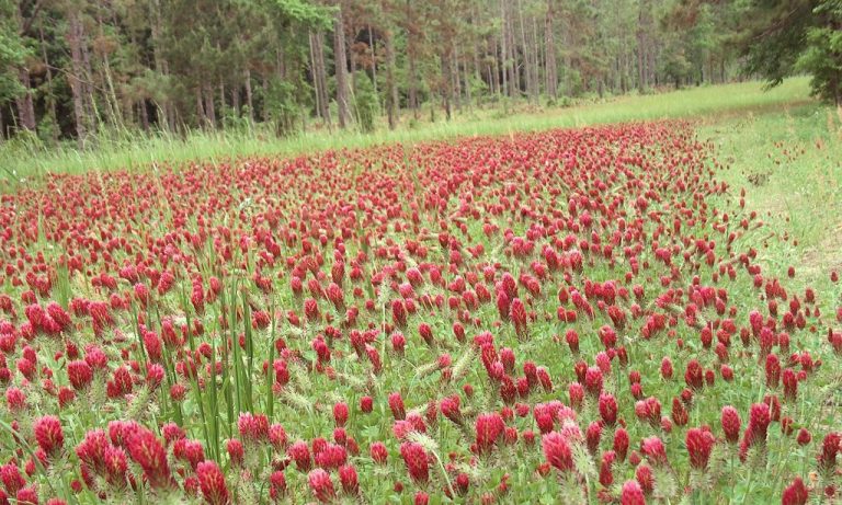 Planting the Best Clover Food Plots for Deer and Turkey • Advanced Hunter